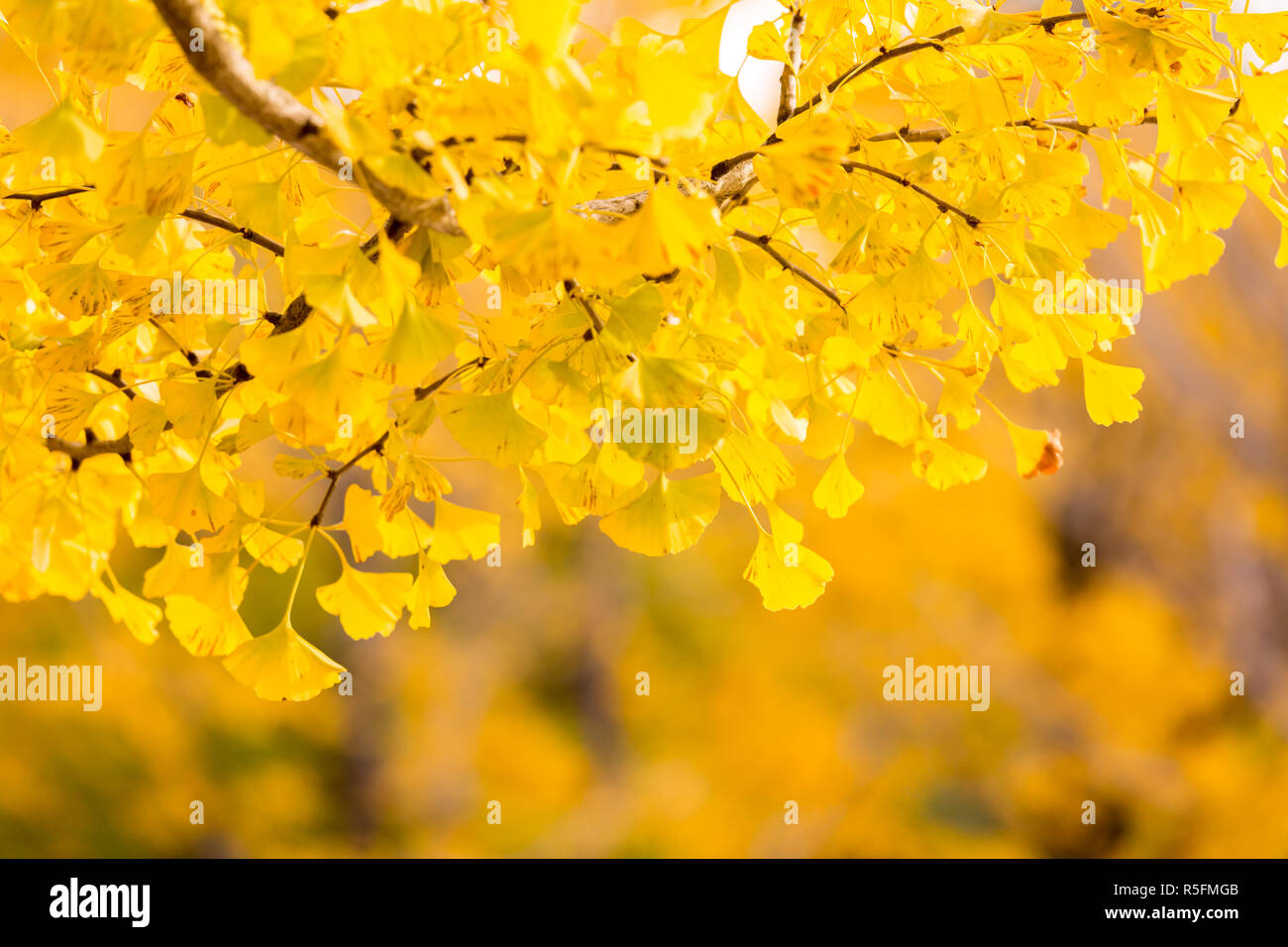 Ginkgo trees Autumn Stock Photo - Alamy