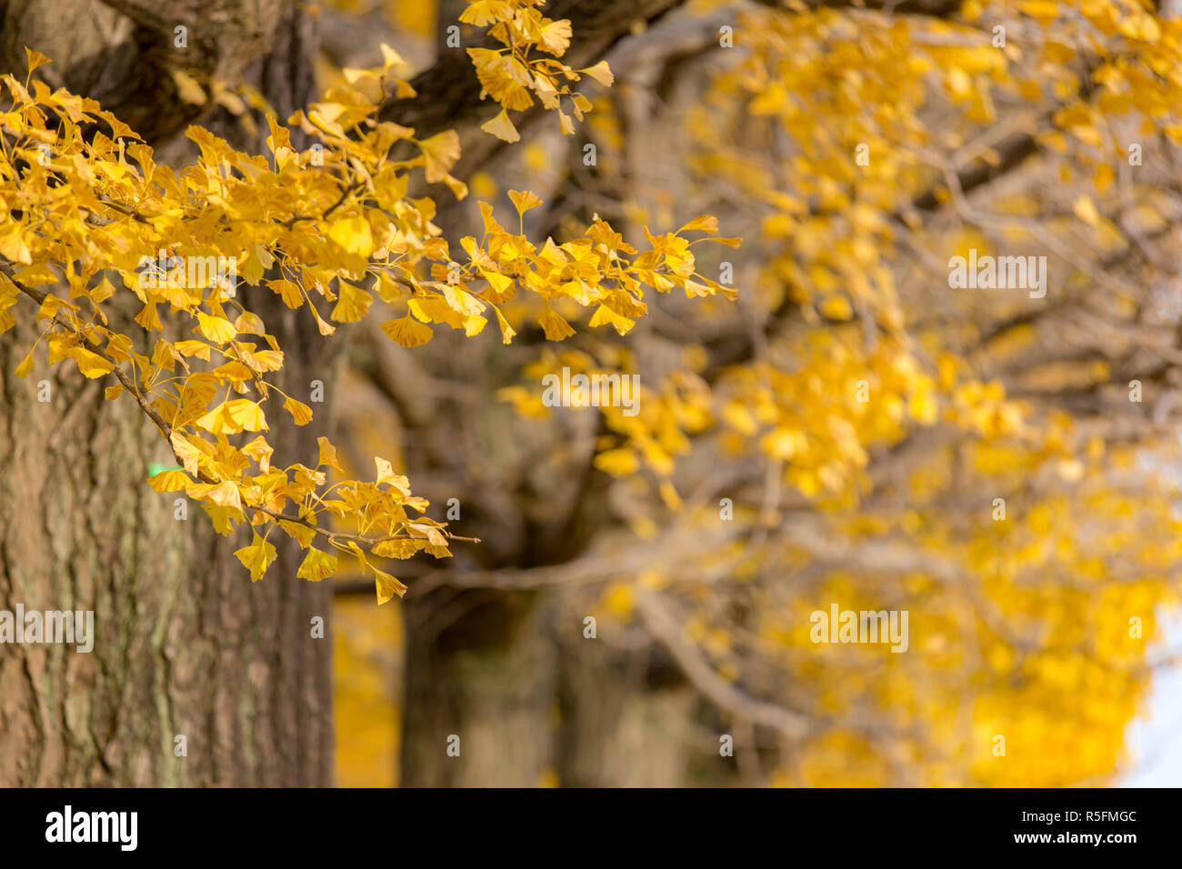 Ginkgo trees Autumn Stock Photo - Alamy