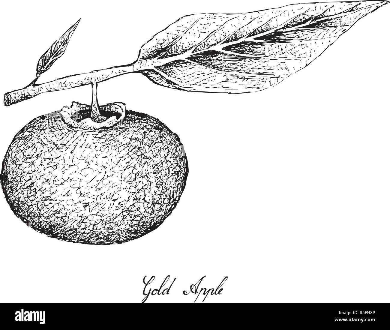 Tropical Fruit, Illustration of Hand Drawn Sketch Ripe and Sweet Gold ...