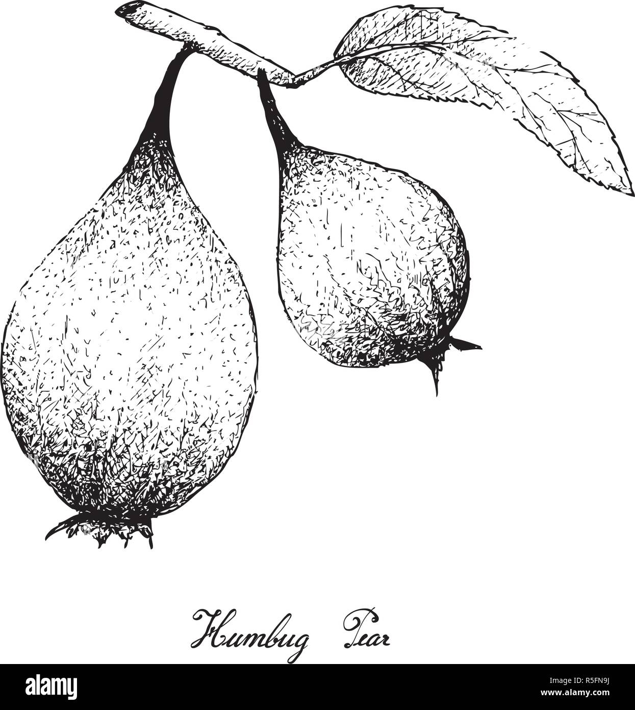 Humbug pear Stock Vector Images - Alamy