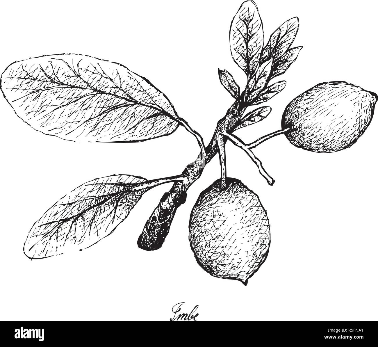 Mangosteen Tree Drawing