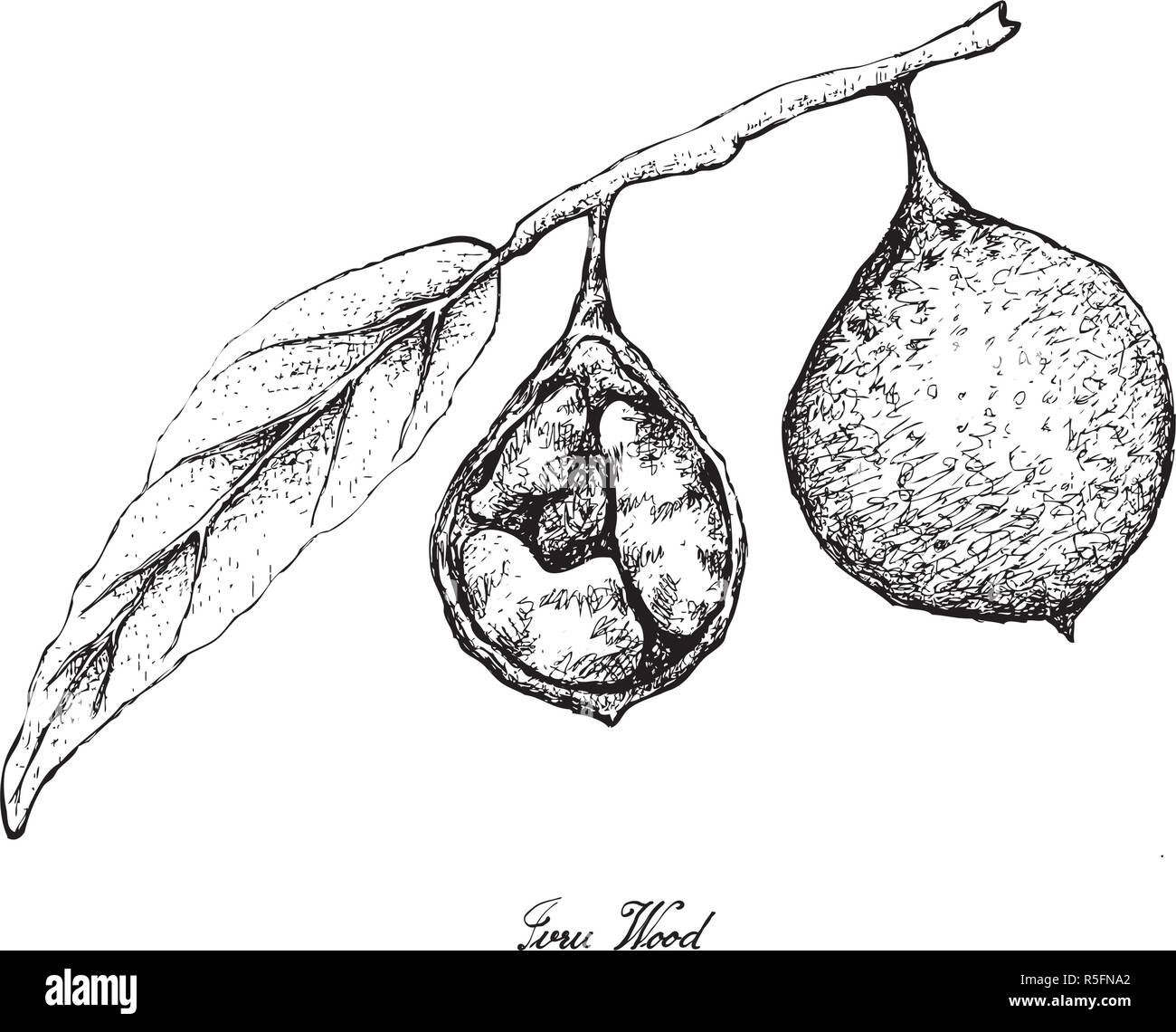 Tropical Fruits, Illustration of Hand Drawn Sketch Fresh Ivru Wood or ...