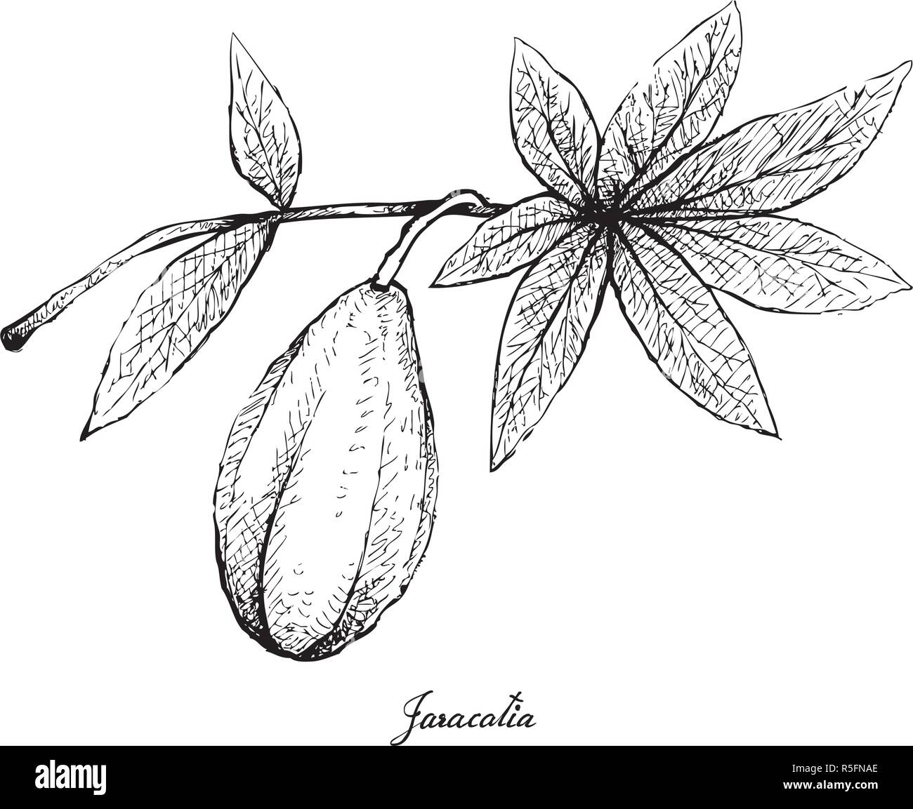 Tropical Fruits, Illustration of Hand Drawn Sketch Fresh Wild Papaya or ...