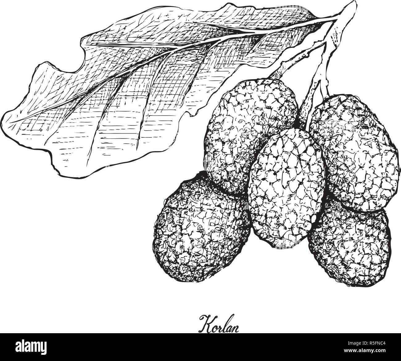 Fresh Fruits, Illustration of Hand Drawn Sketch Fresh Korlan or ...