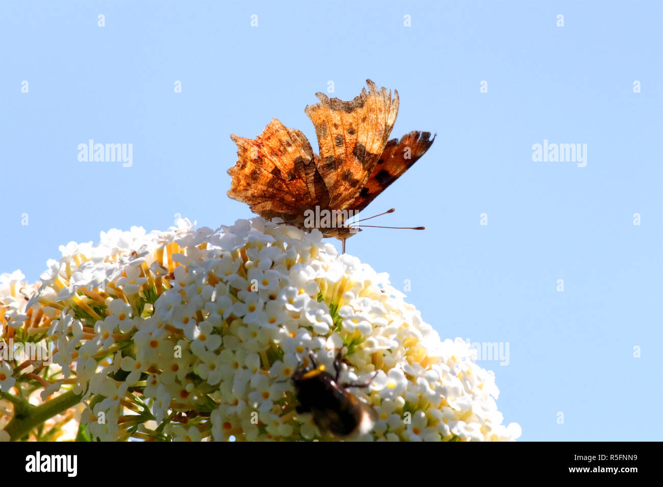 Battered flowers hi-res stock photography and images - Alamy