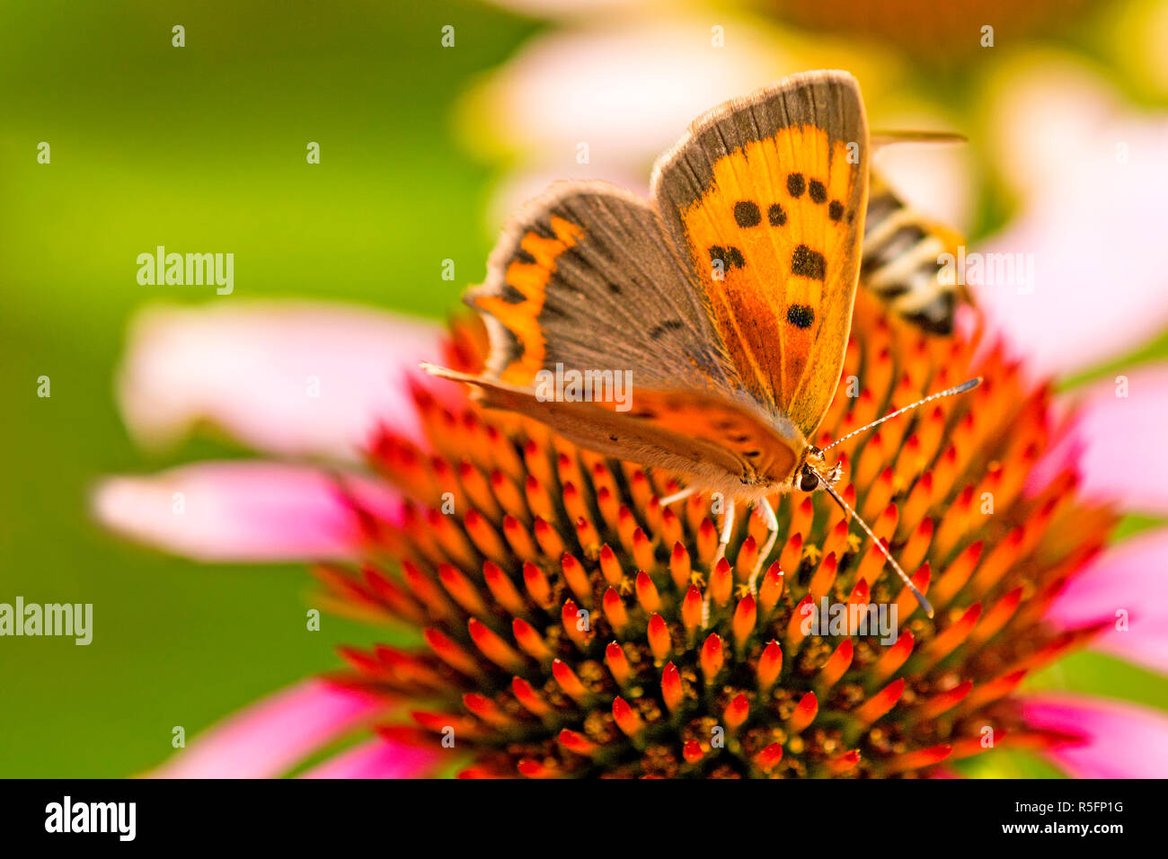 small firefly,lycaena phlaeas on echinacea Stock Photo - Alamy