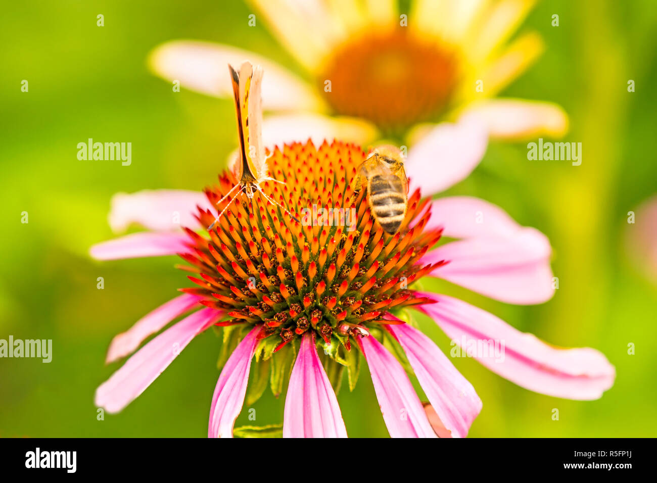 small firefly,lycaena phlaeas on echinacea Stock Photo - Alamy