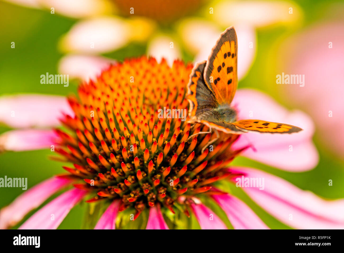 Close up view firefly hi-res stock photography and images - Alamy