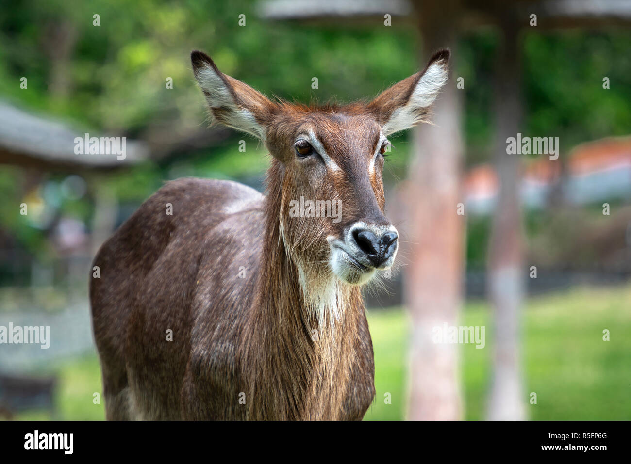 Deer nakuru national park kenya hi-res stock photography and images - Alamy