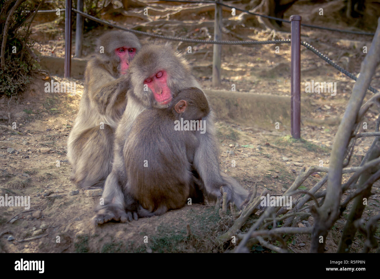 Kyoto monkey park Stock Photo - Alamy