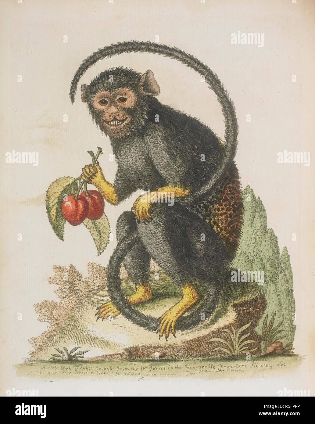Monkey etching hi-res stock photography and images - Alamy