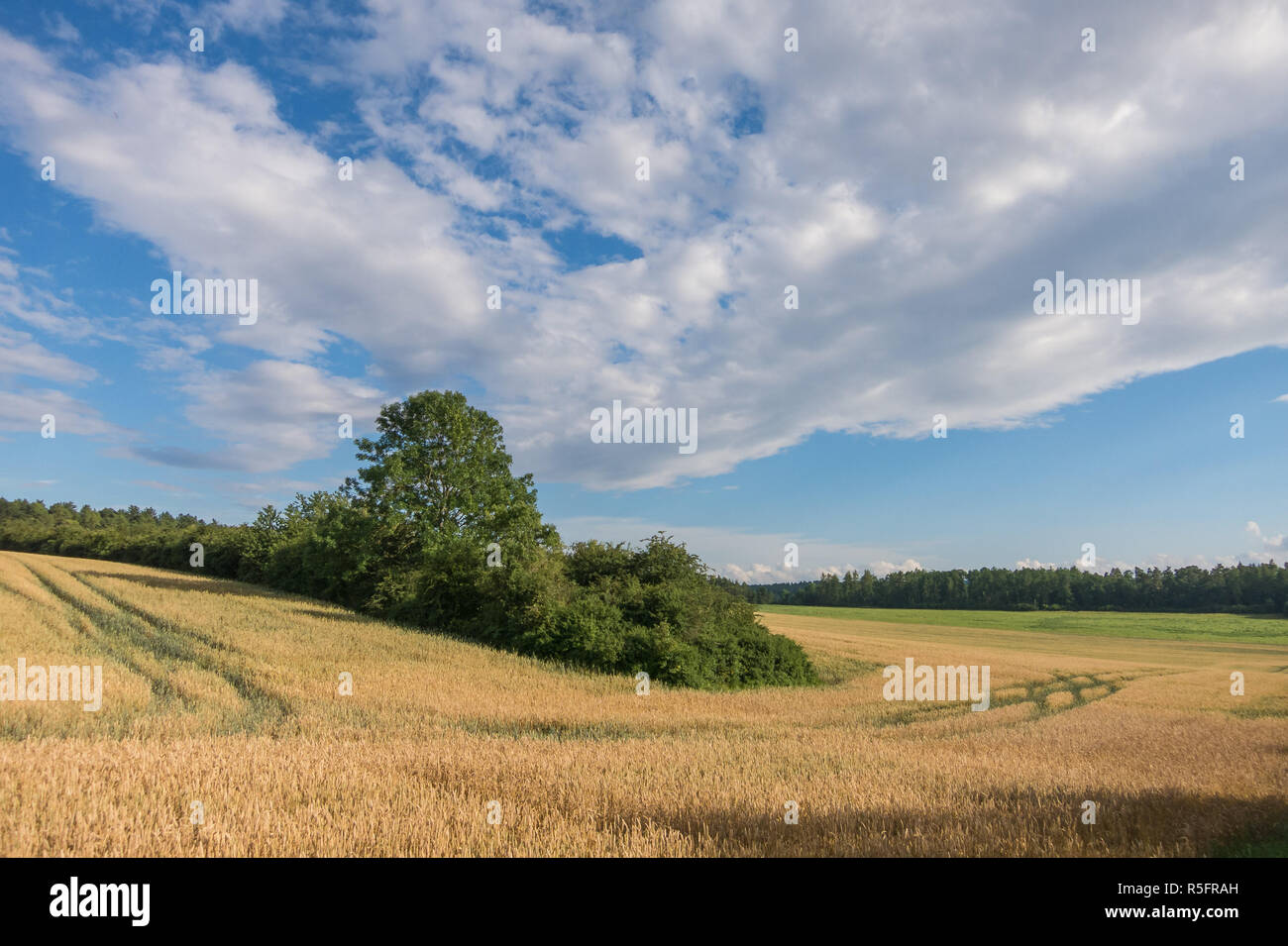 landscape in the summer Stock Photo - Alamy