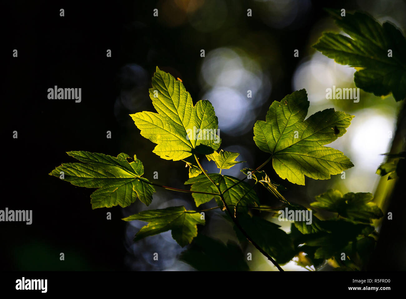 The leaves of the tree in the backlight. Background Stock Photo - Alamy