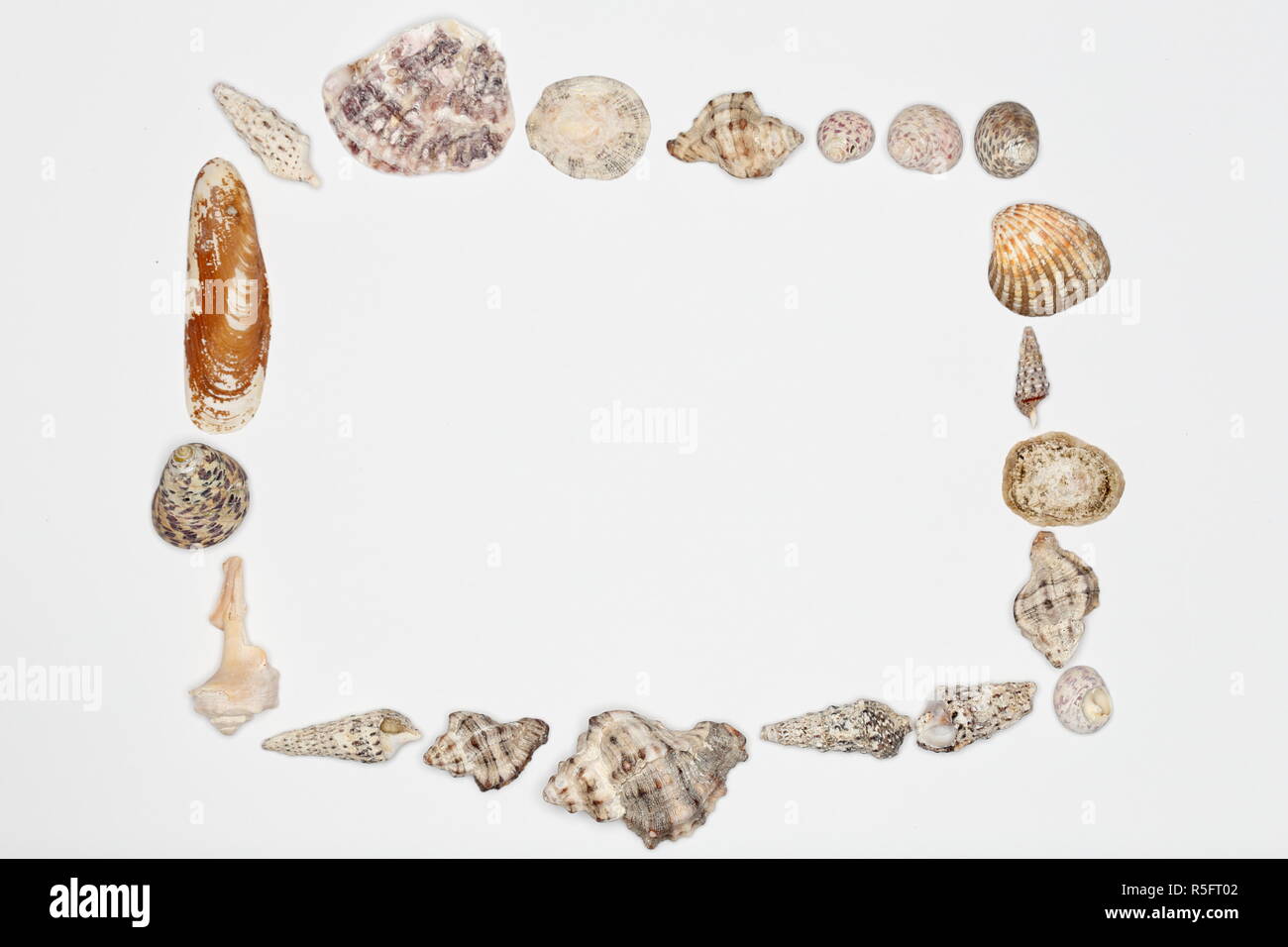 angular seashell frame on white background Stock Photo - Alamy