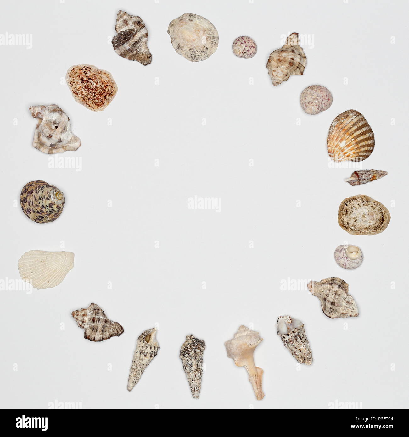 Framework of shells hi-res stock photography and images - Alamy
