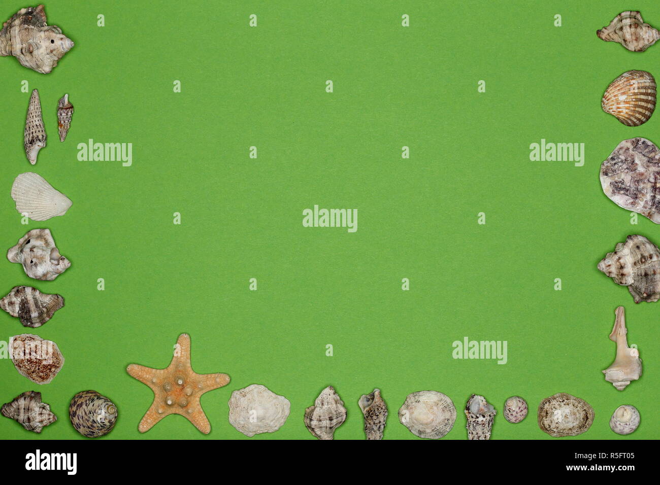 Framework of shells hi-res stock photography and images - Alamy