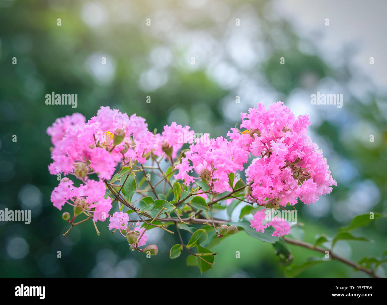 Lagerstroemia indica flowers bloom in the garden Stock Photo - Alamy