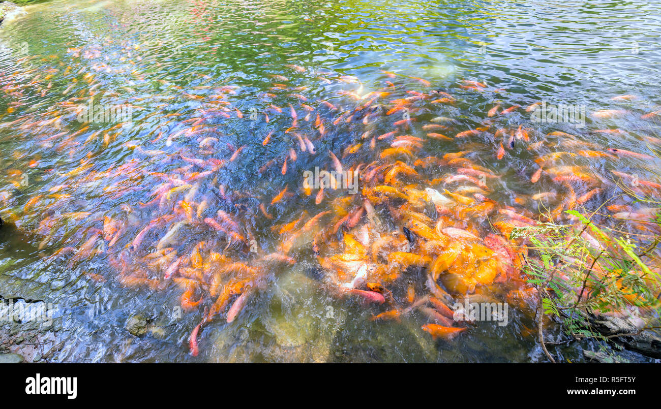 Carp fish swims underwater surface hi-res stock photography and images ...