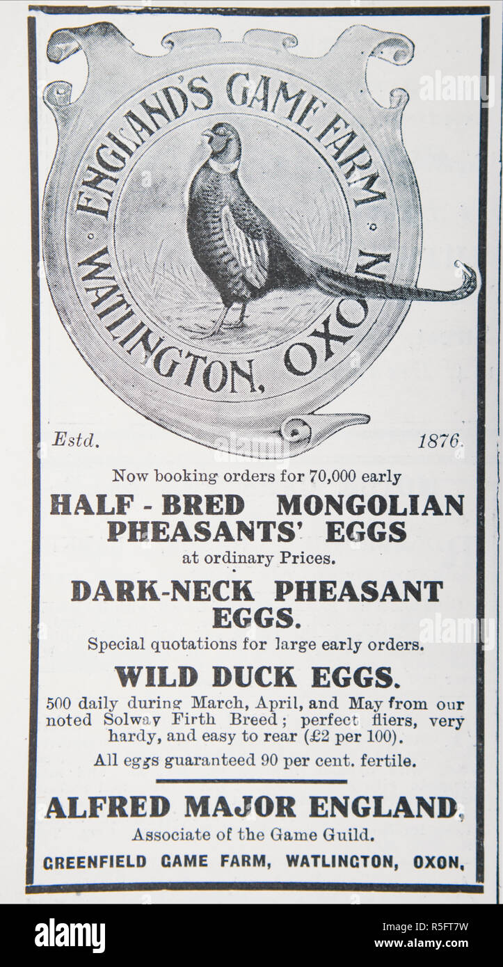 Vintage game rearing hi-res stock photography and images - Alamy