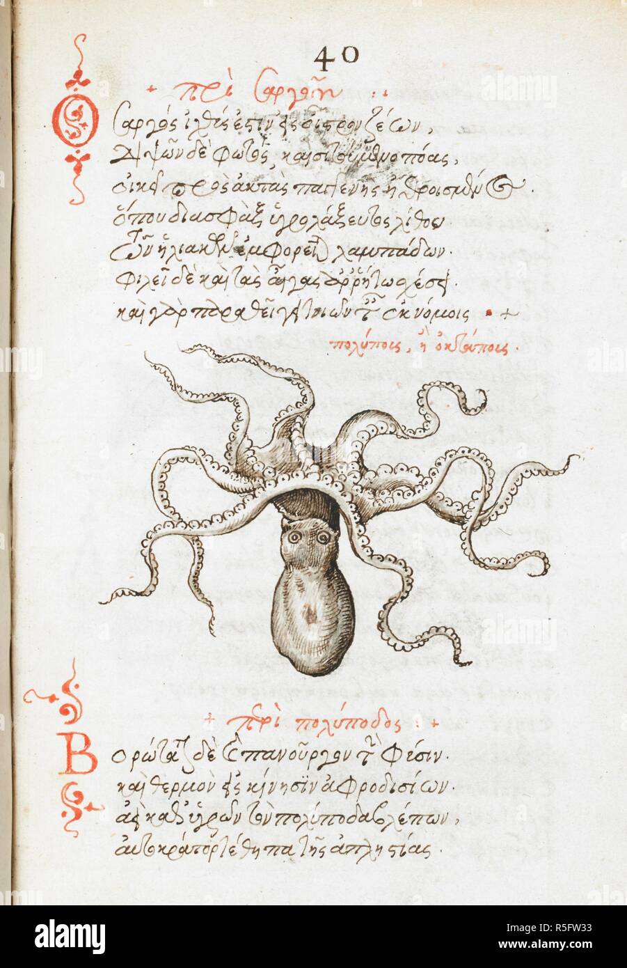 Pen and ink drawing of an octopus, with colour wash; rubrication and ...