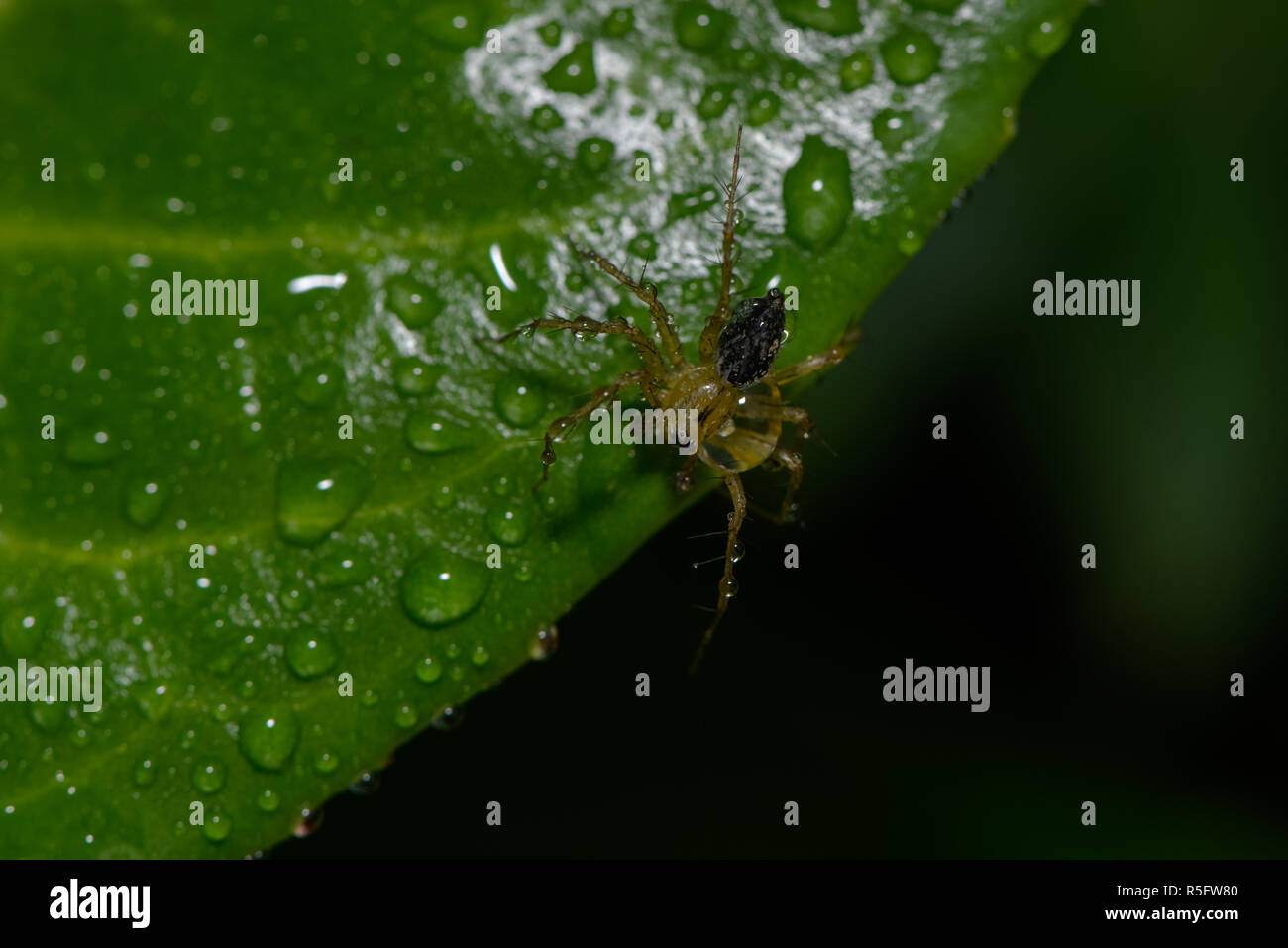 little spider in the rain on a leaf Stock Photo - Alamy