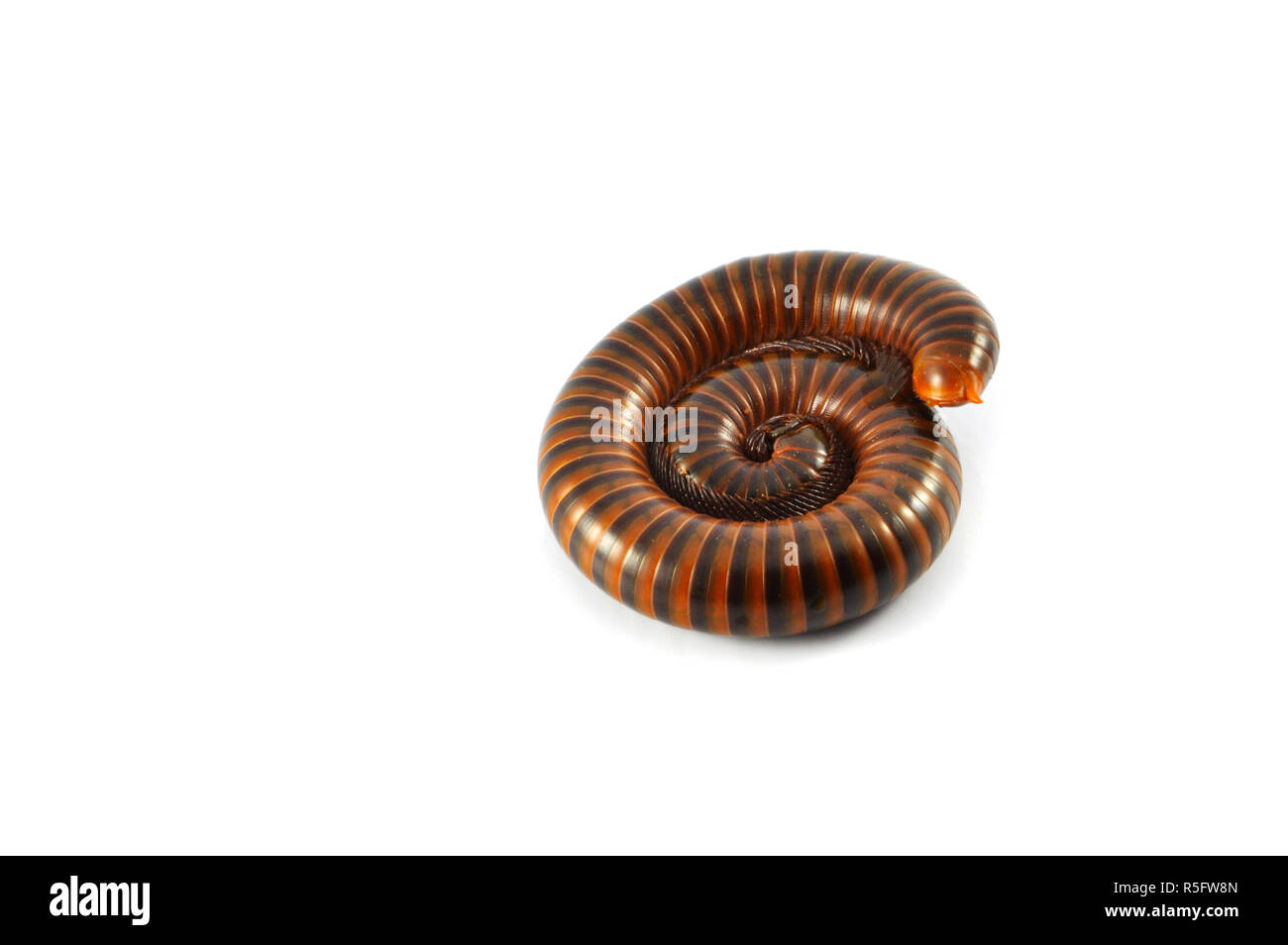millipede isolated / brown millipede coiled animal insect wildlife ...