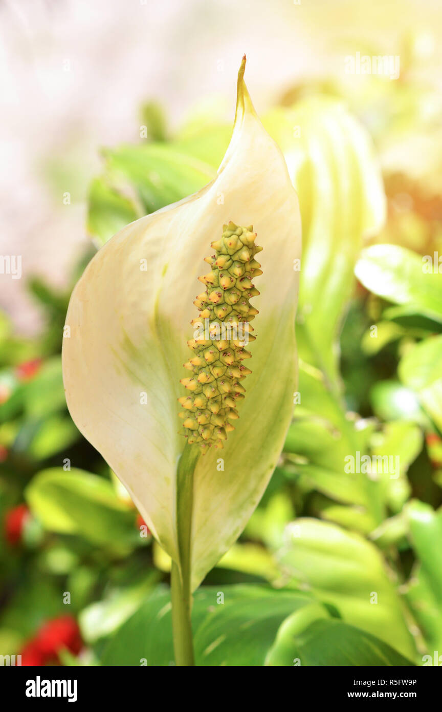 Close up of anthurium hi-res stock photography and images - Alamy