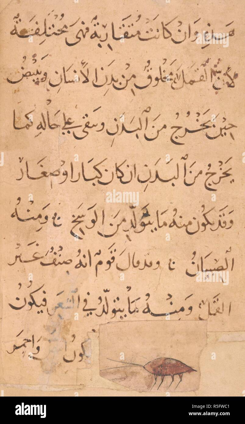 A cockroach. Kitab Na't al-hayawan (book of the characteristics of ...