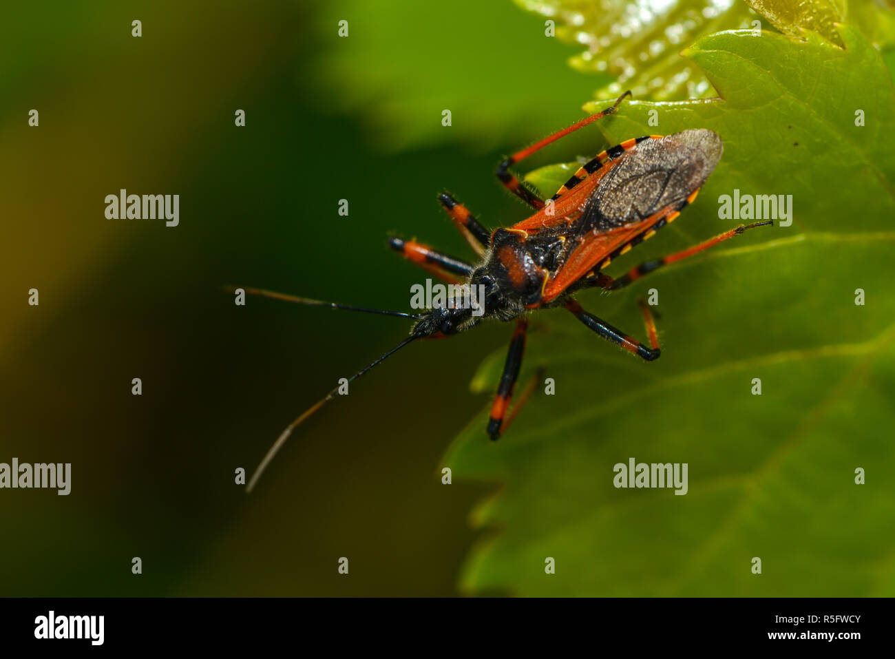 red murder bug Stock Photo - Alamy