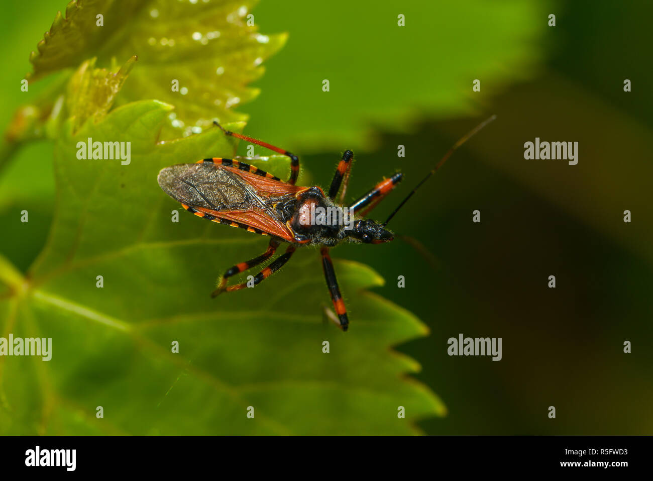 red murder bug Stock Photo - Alamy