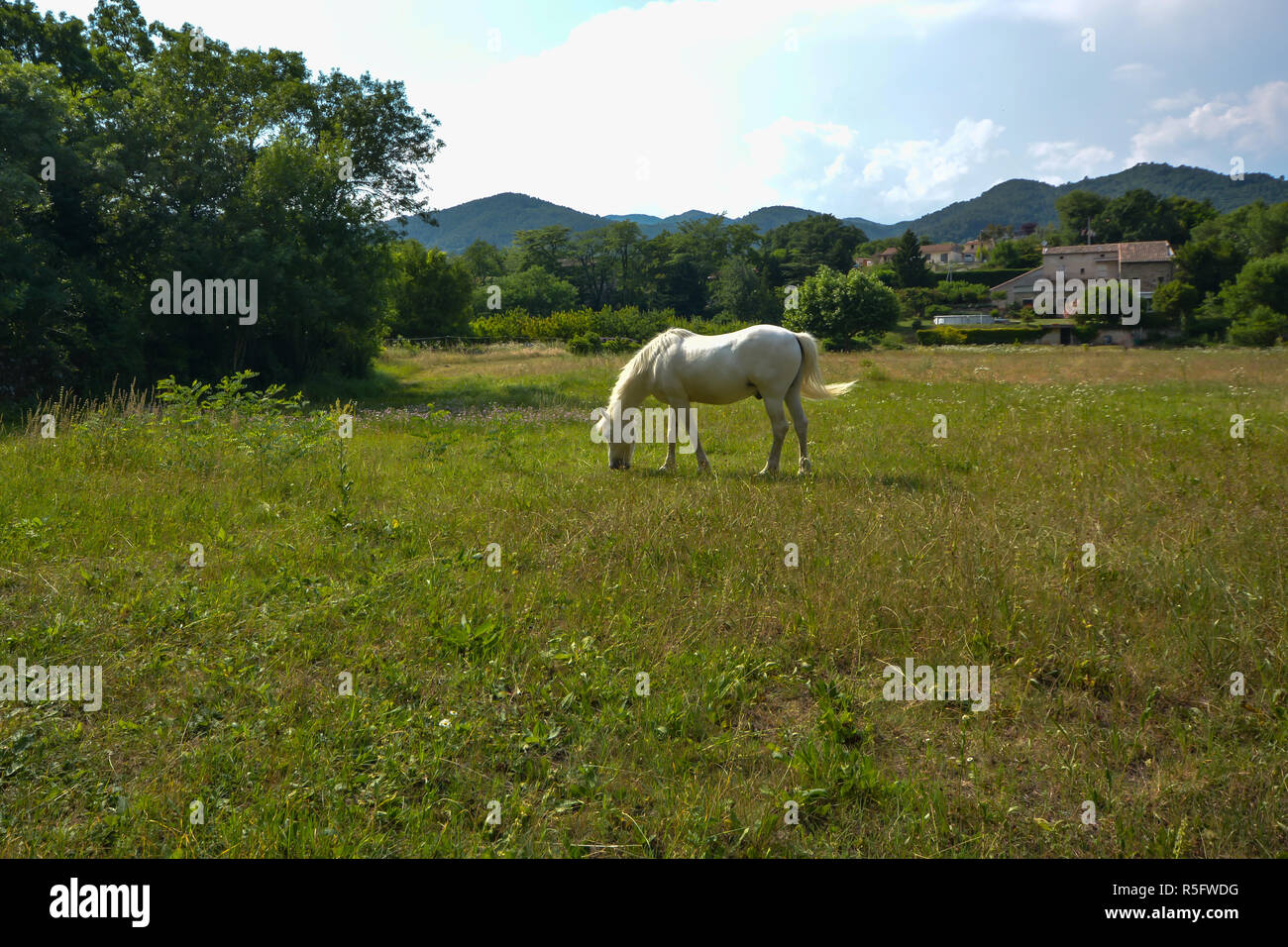 horse in the paddock Stock Photo - Alamy