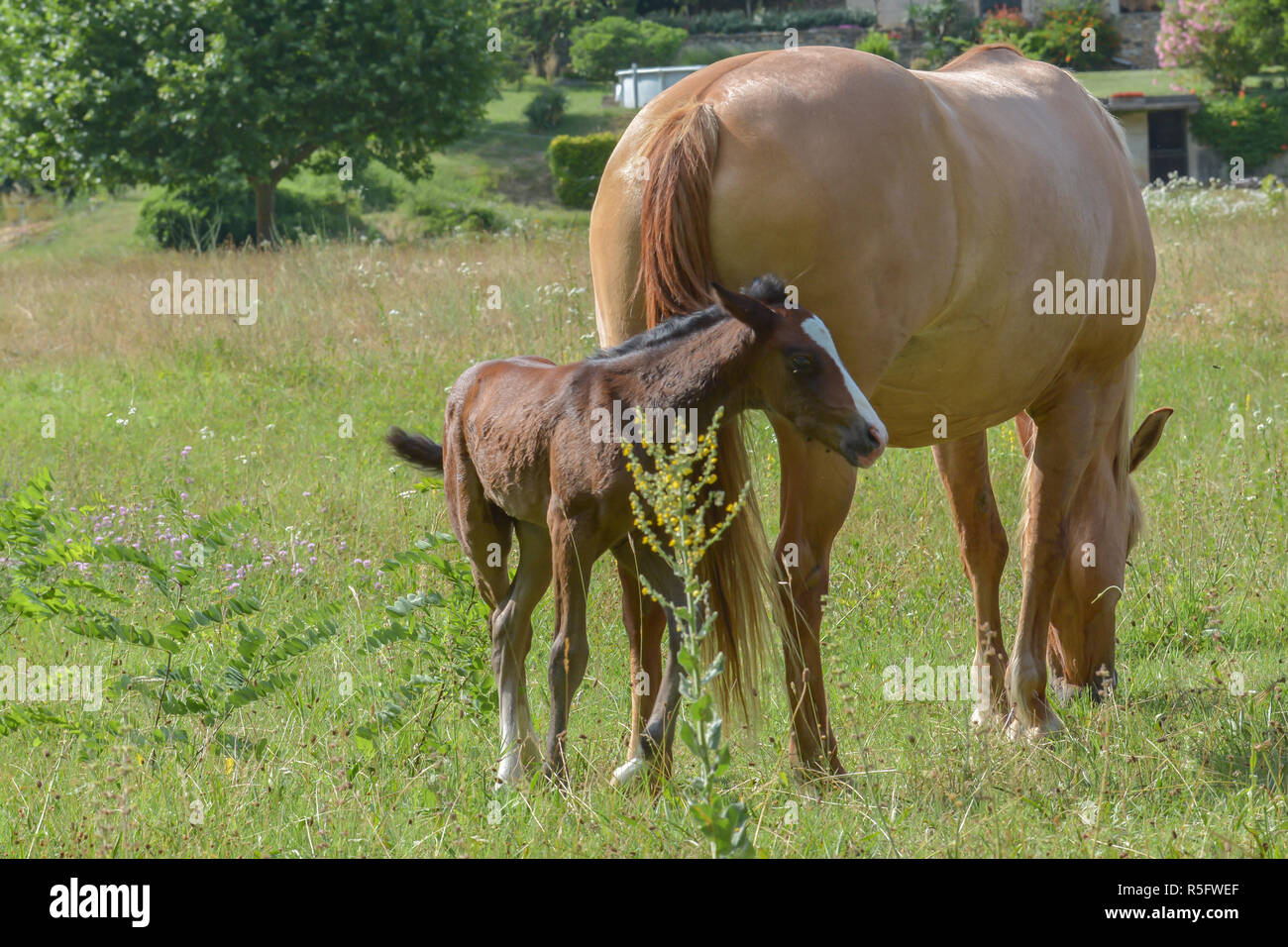 His horses are afraid hi-res stock photography and images - Alamy