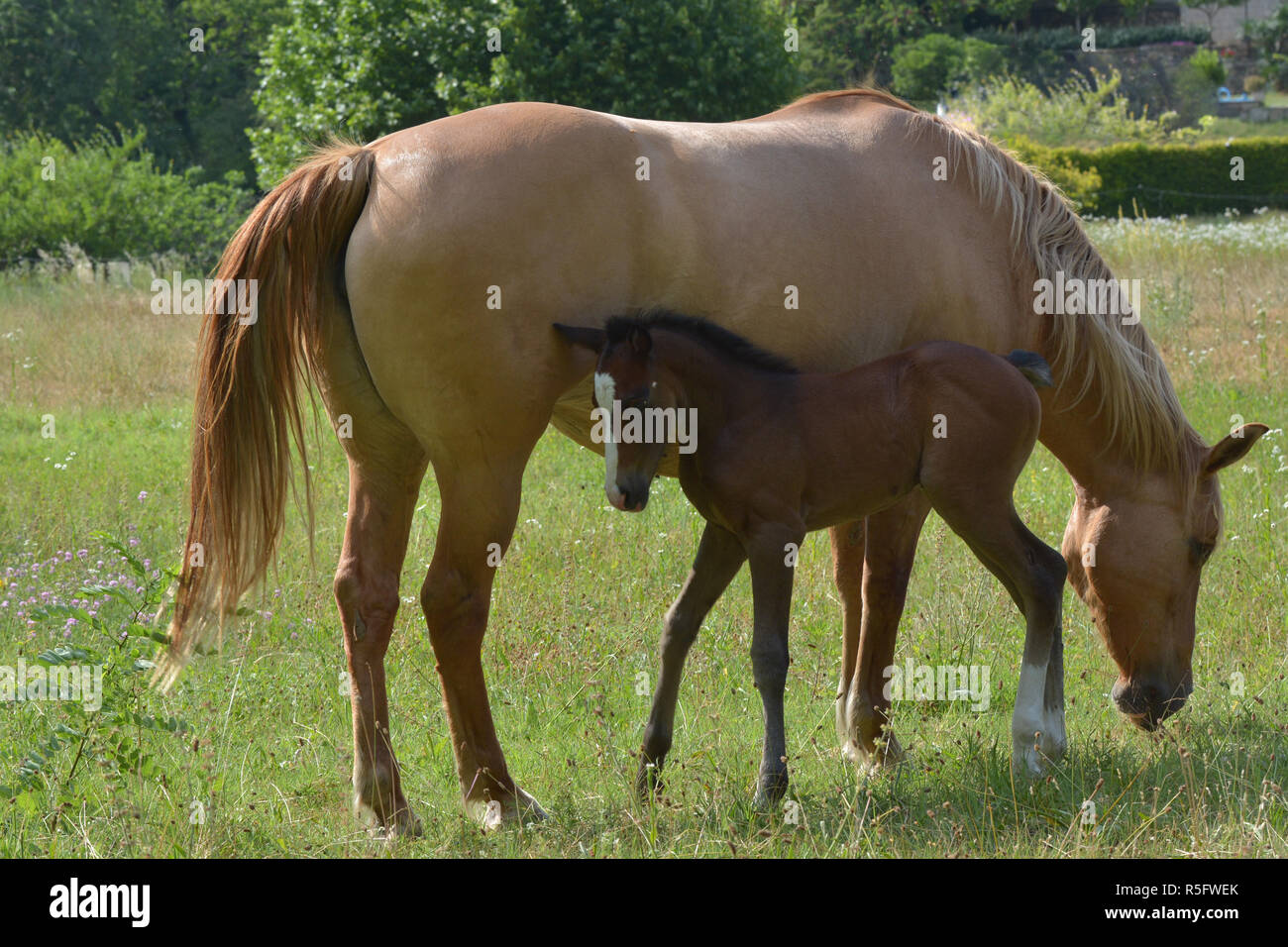 His horses are afraid hi-res stock photography and images - Alamy