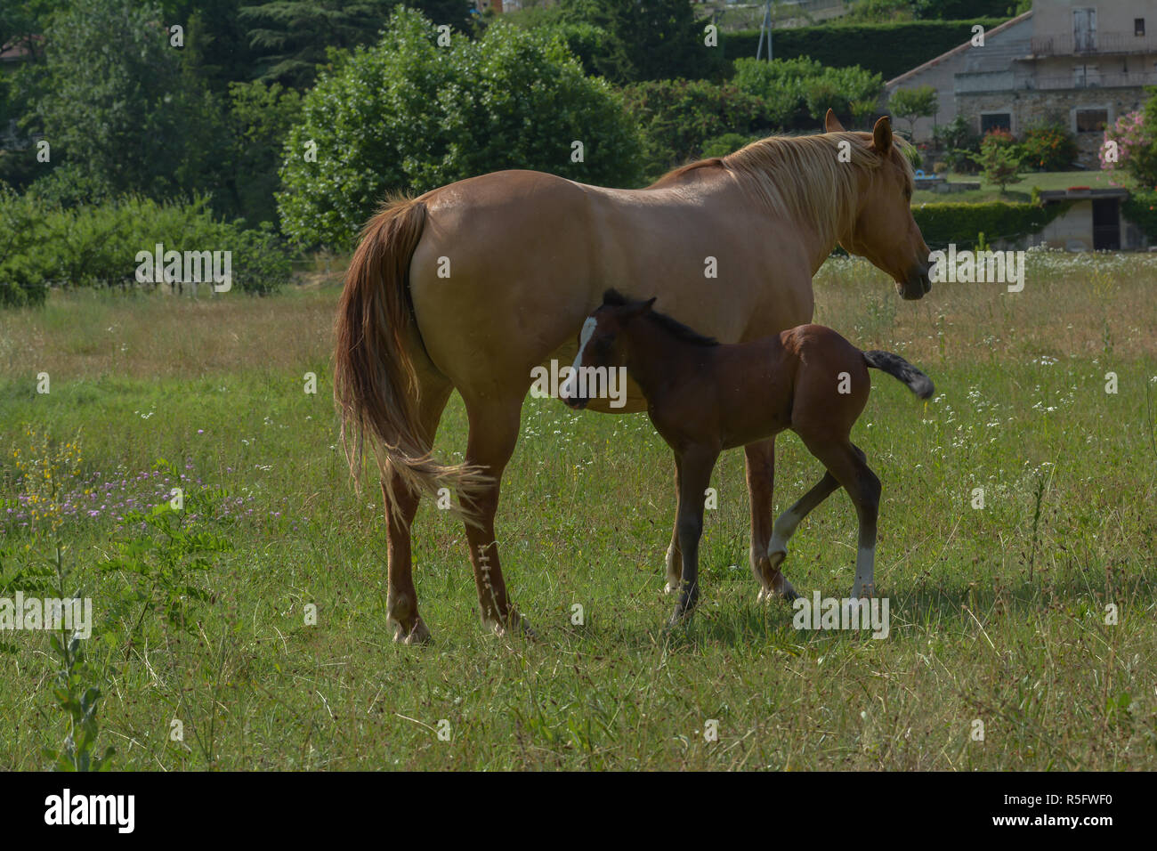 mare with foal in the pasture Stock Photo - Alamy