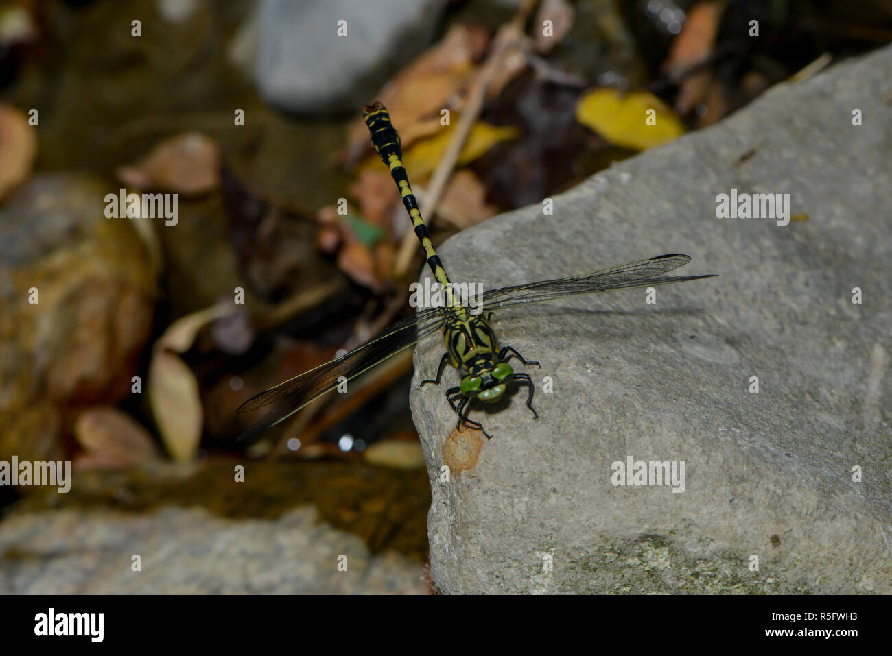 Dragonfly rock hi-res stock photography and images - Alamy