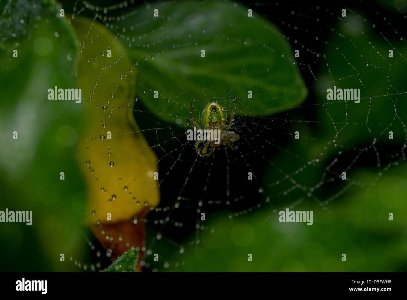 little spider in her web Stock Photo - Alamy