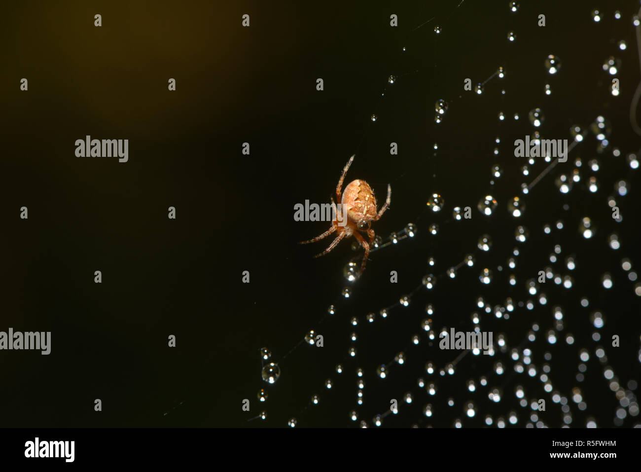 little spider in her web Stock Photo - Alamy