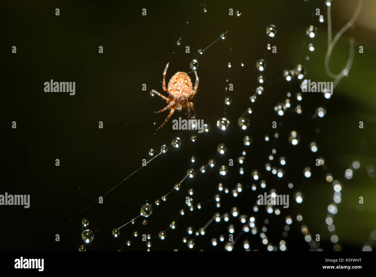 Raining spiders hi-res stock photography and images - Alamy