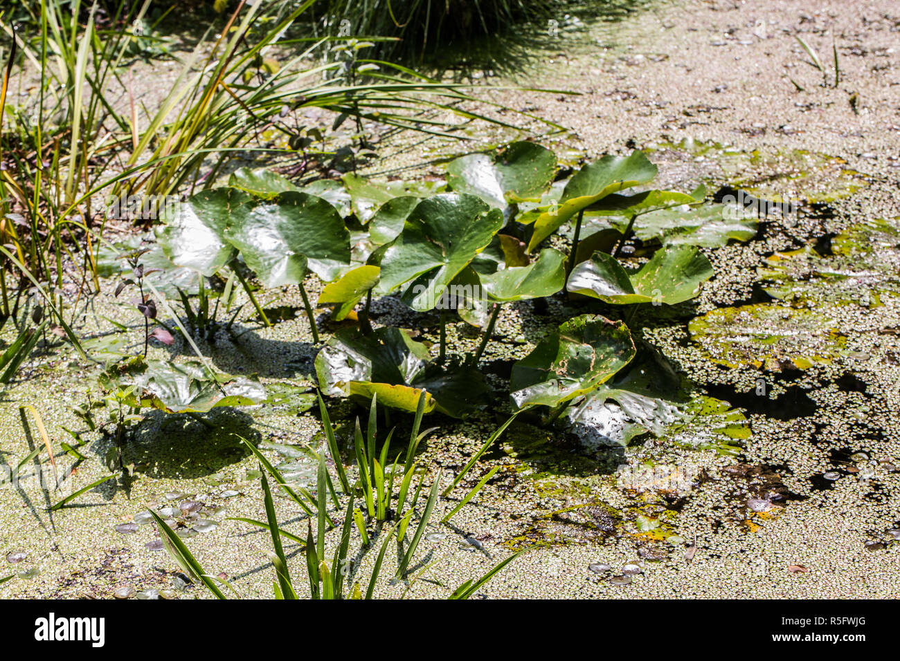 Frog spoon hi-res stock photography and images - Alamy