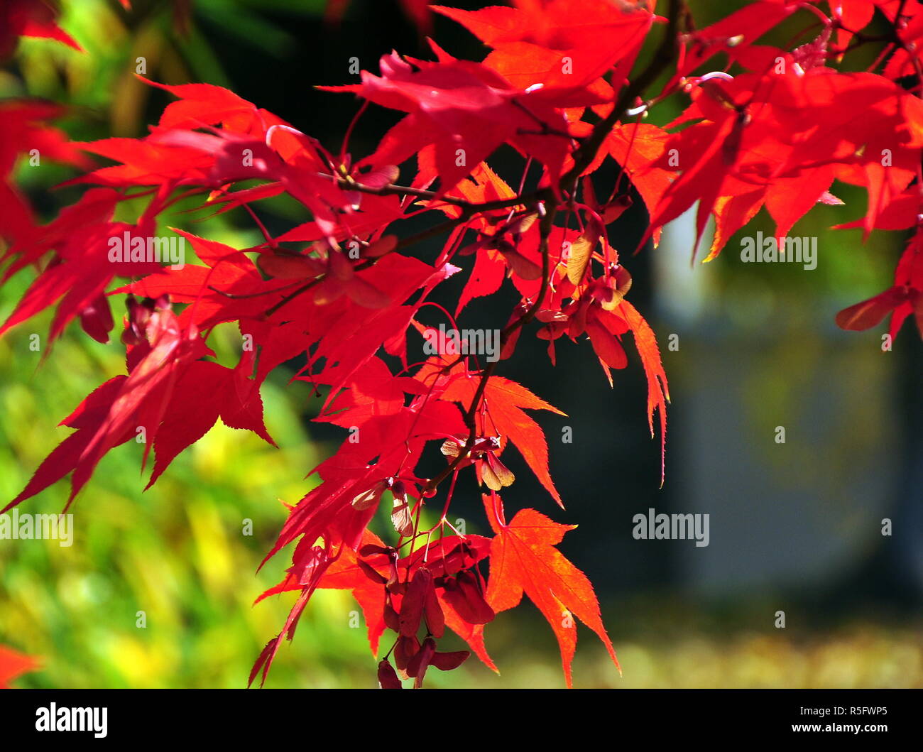 Flaming Red Stock Photos & Flaming Red Stock Images - Alamy