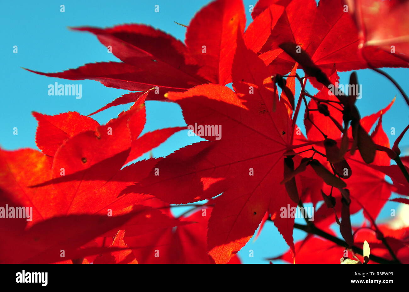 flaming red maple against a bright blue sky Stock Photo - Alamy