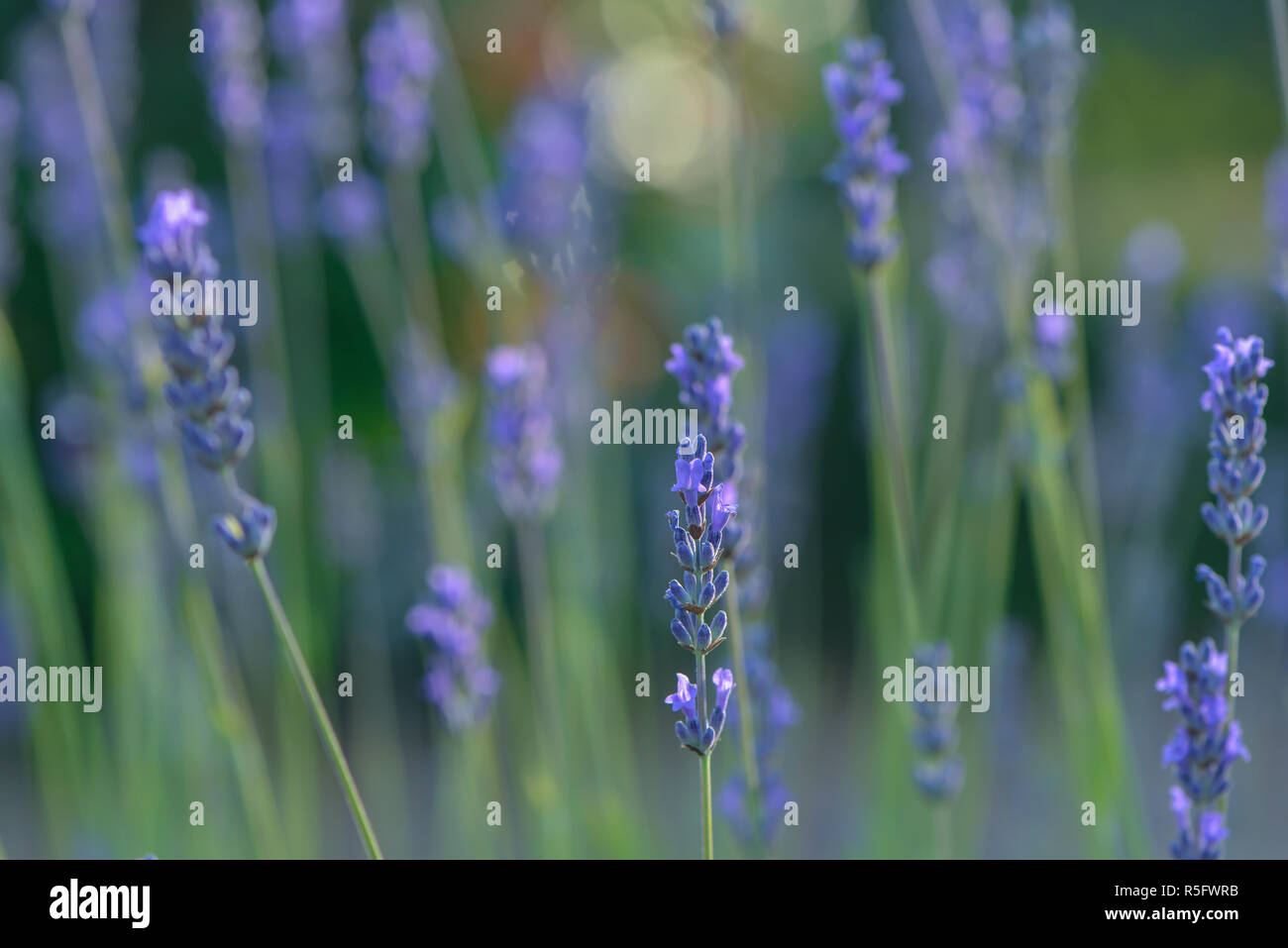 Real Lavender Lavandula Angustifolia High Resolution Stock Photography ...