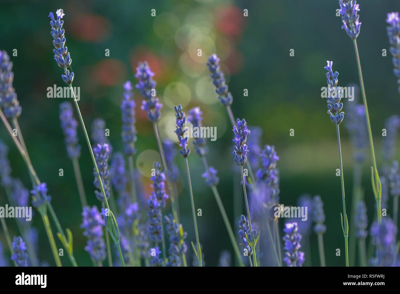 Real Lavender Lavandula Angustifolia High Resolution Stock Photography ...