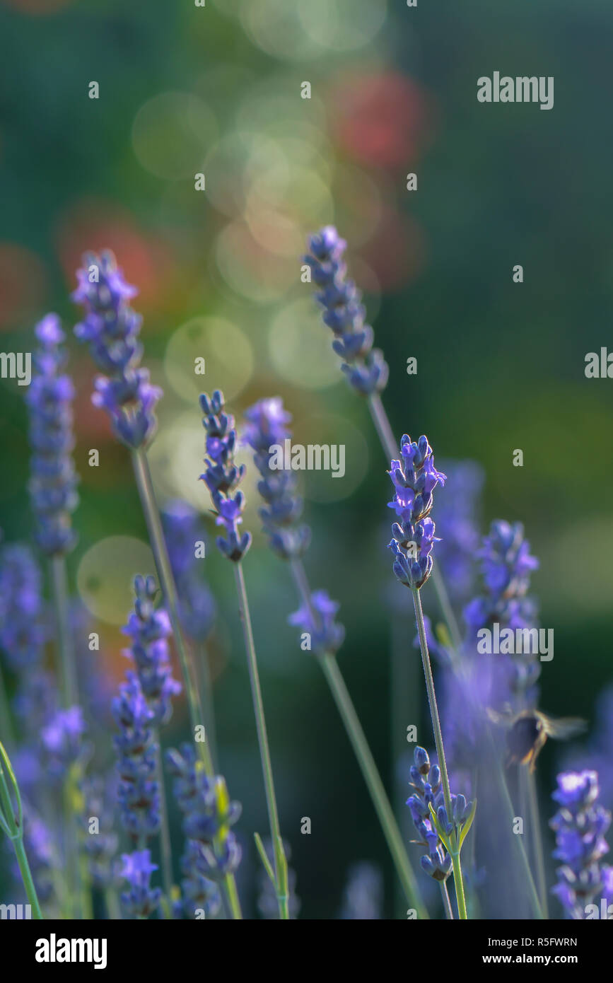 Real Lavender Lavandula Angustifolia High Resolution Stock Photography ...