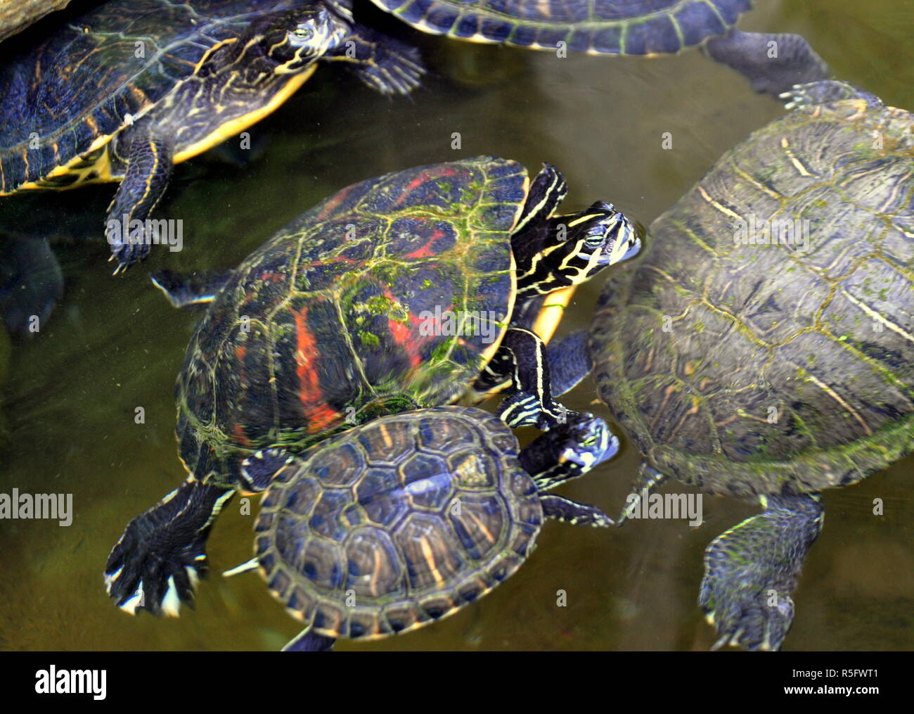 Rearing of silkworms hi-res stock photography and images - Alamy