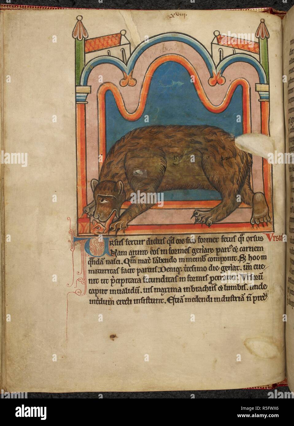 Bear with cub bestiary hi-res stock photography and images - Alamy