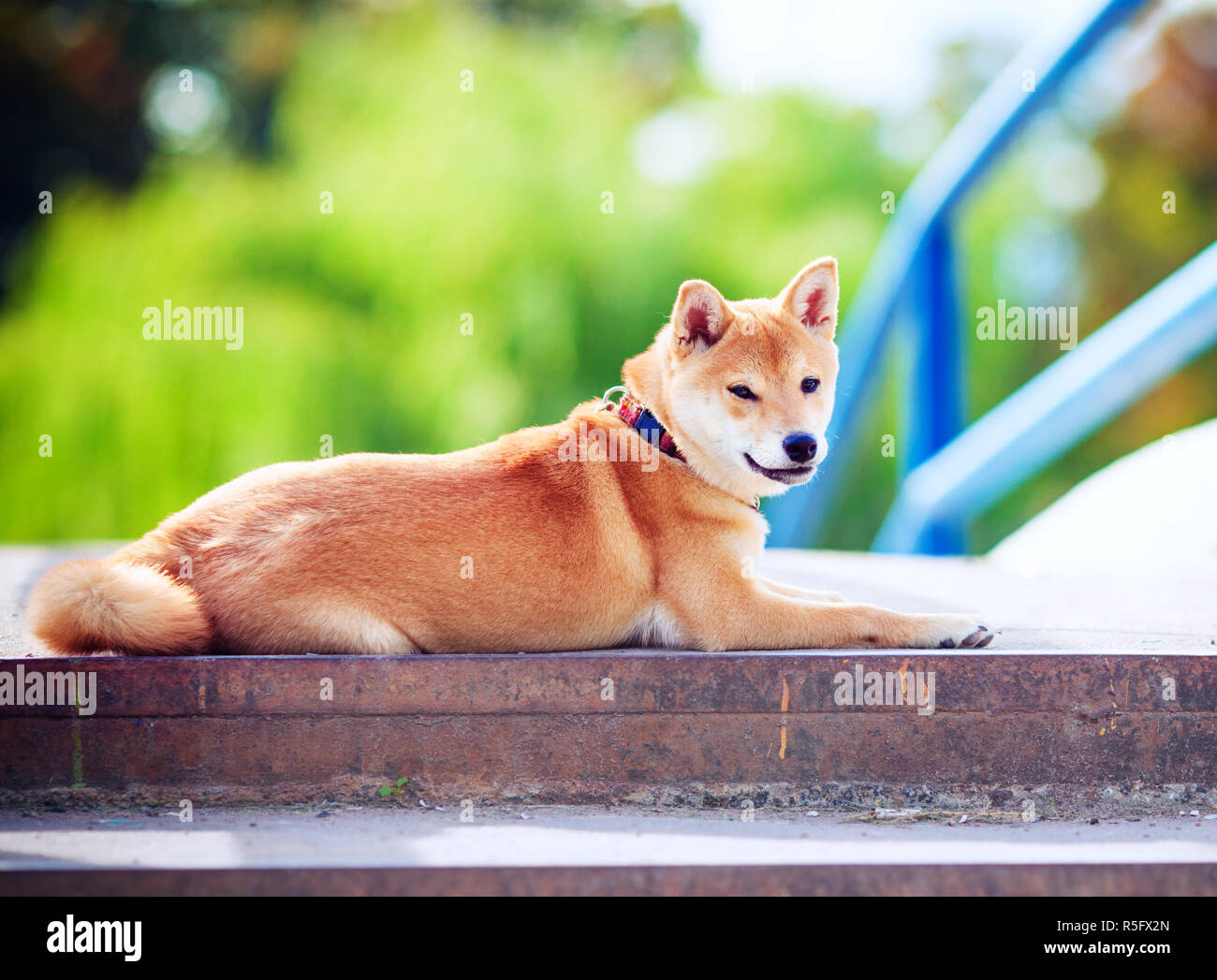 A young shiba inu Stock Photo - Alamy