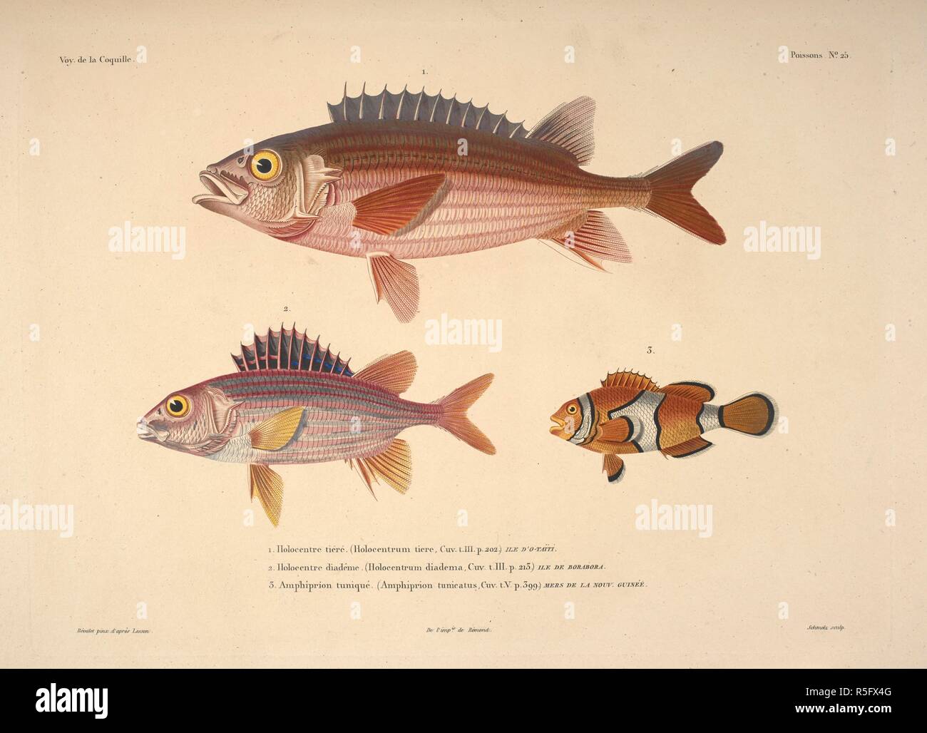 Cuta tiere hi-res stock photography and images - Alamy