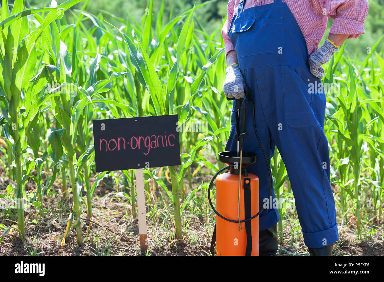 Non-organic corn field Stock Photo - Alamy