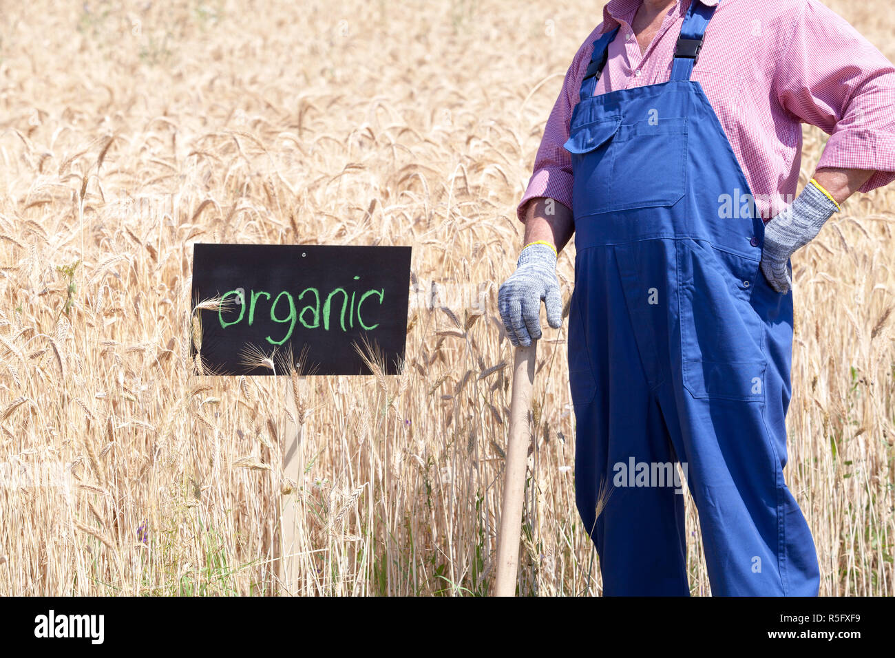 Organic wheat field Stock Photo - Alamy
